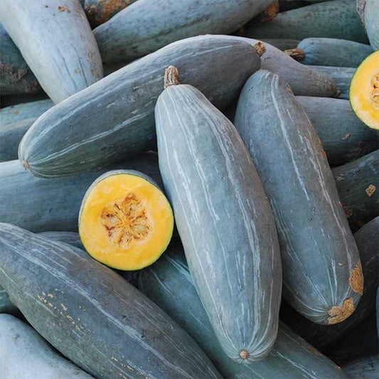 Squash Seeds | Shop 43 Varieties | Eden Brothers – Page 3
