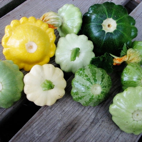 Summer Squash Seeds - Scallop Blend | Vegetable Seeds in Packets & Bulk ...