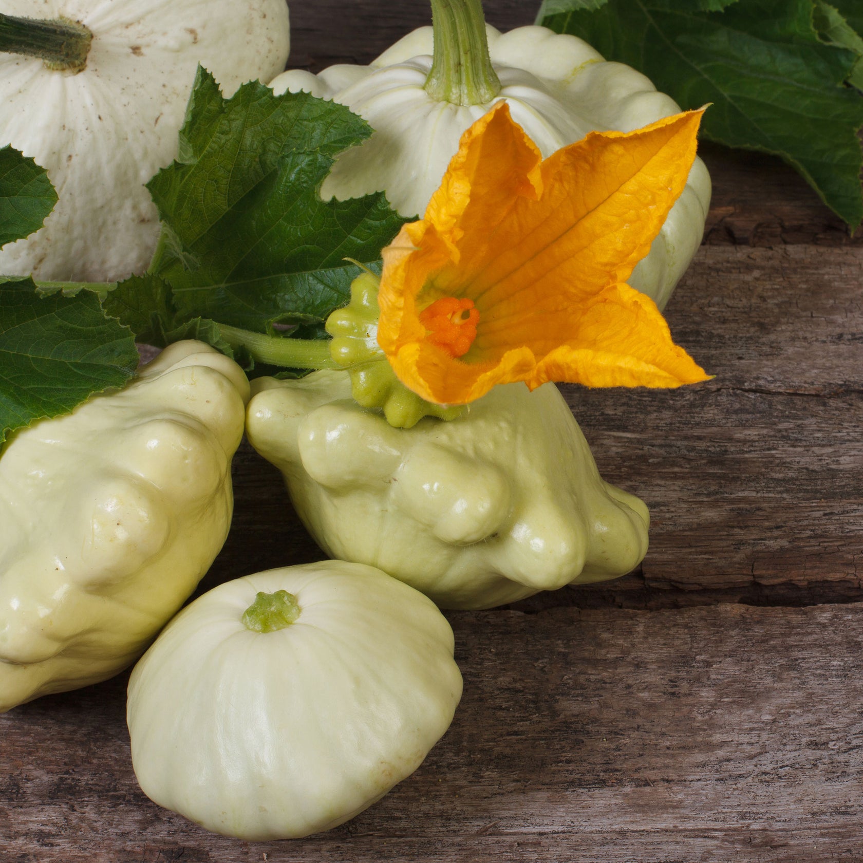 Summer Squash Seeds - Scallop | Vegetable Seeds in Packets & Bulk ...