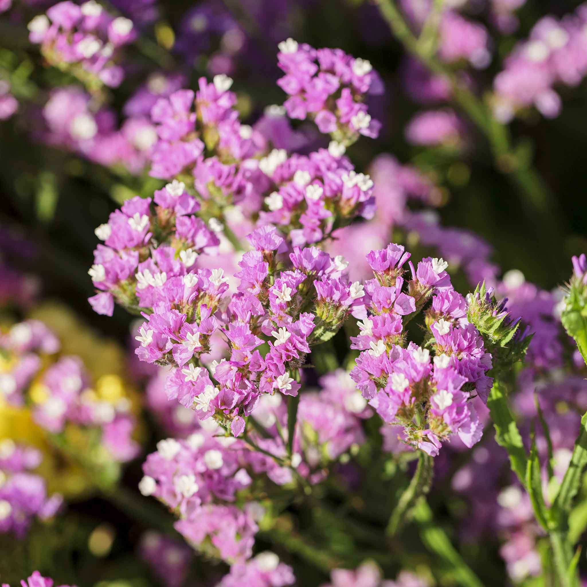 Statice Seeds - Twilight | Flower Seeds in Packets & Bulk | Eden Brothers