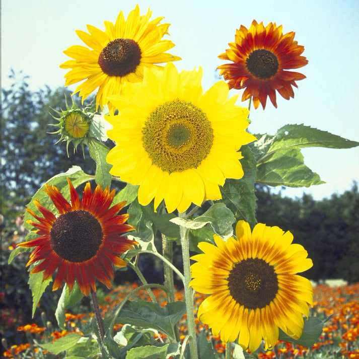 Sunflower Seeds - Formula Mix | Flower Seeds in Packets & Bulk | Eden ...