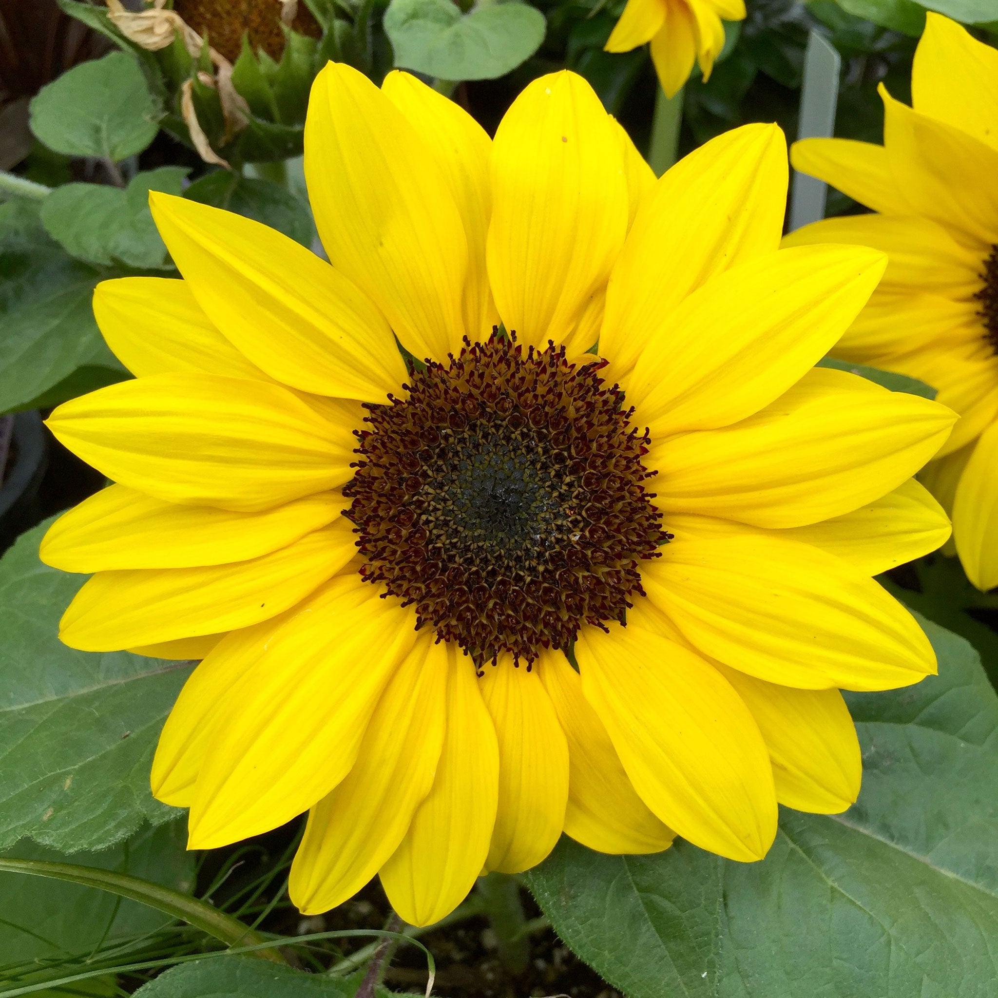 Sunflower Seeds - Henry Wilde | Flower Seeds in Packets & Bulk | Eden ...