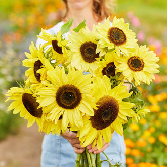 Sunflower Seeds | Shop 77 Varieties | Eden Brothers