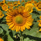 Sunflower ProCut Gold Lite | Flower Seeds in Packets & Bulk | Eden Brothers