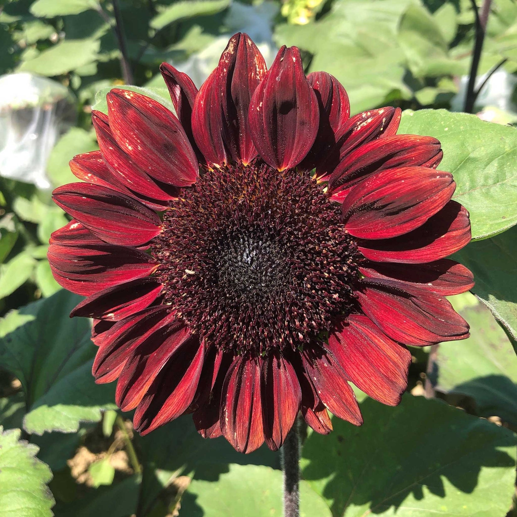Sunflower ProCut Red | Flower Seeds in Packets & Bulk | Eden Brothers