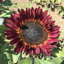 Sunflower ProCut Red | Flower Seeds in Packets & Bulk | Eden Brothers