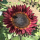 Sunflower ProCut Red | Flower Seeds in Packets & Bulk | Eden Brothers