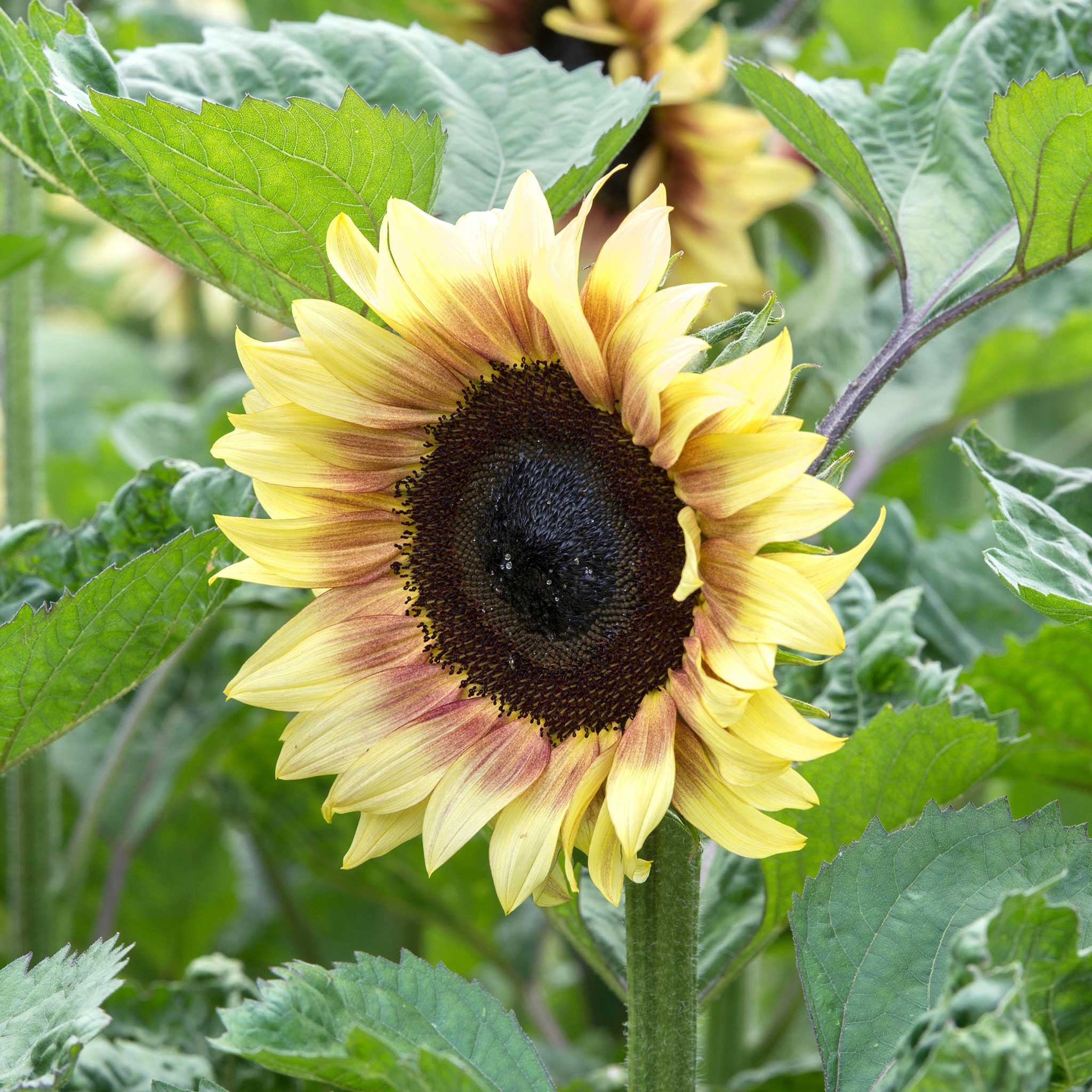 Sunflower ProCut Red Lemon Bicolor | Flower Seeds in Packets & Bulk ...