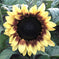 Sunflower ProCut Red Lemon Bicolor | Flower Seeds in Packets & Bulk ...