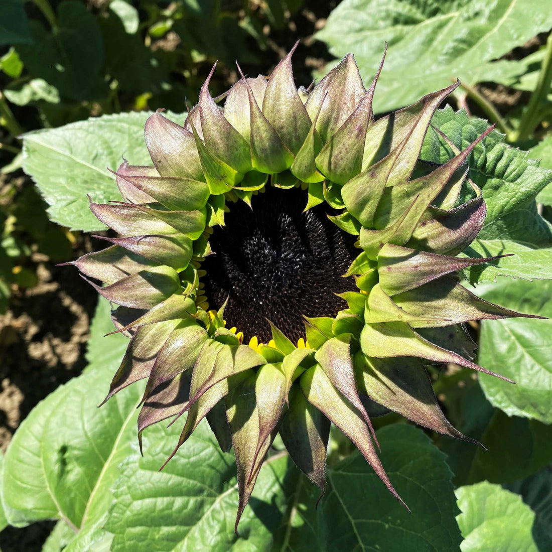 Sunflower SunFill Purple | Flower Seeds in Packets & Bulk | Eden Brothers