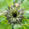 Sunflower SunFill Purple | Flower Seeds in Packets & Bulk | Eden Brothers