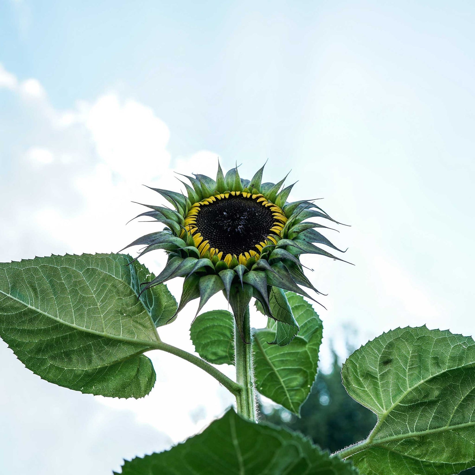 Sunflower SunFill Purple | Flower Seeds in Packets & Bulk | Eden Brothers