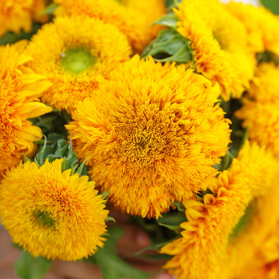 Sunflower Seeds - Sungold | Flower Seeds in Packets & Bulk | Eden Brothers