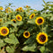Sunflower Seeds - Taiyo | Flower Seeds in Packets & Bulk | Eden Brothers