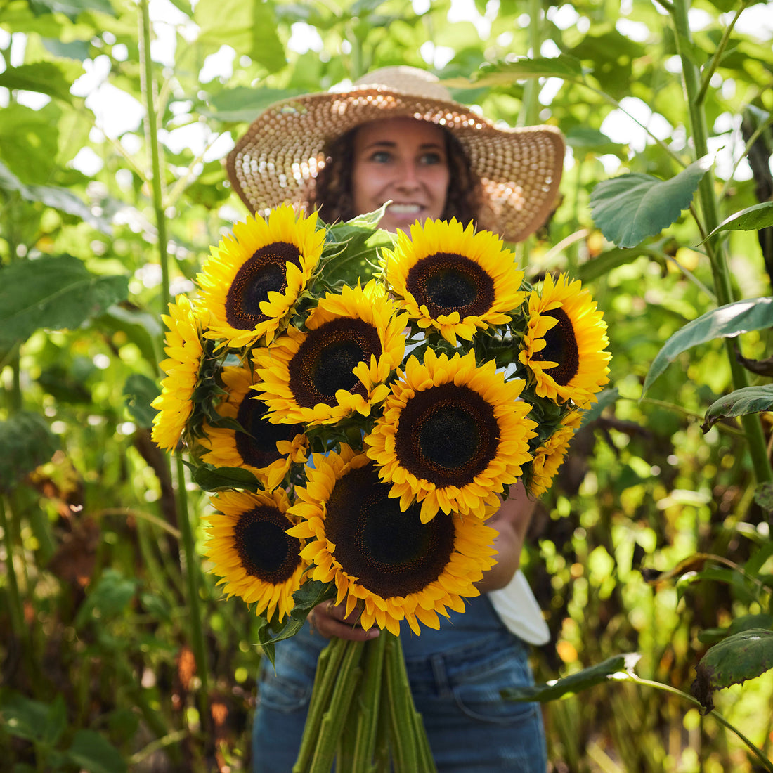Sunflower Seeds - Taiyo | Flower Seeds in Packets & Bulk | Eden Brothers