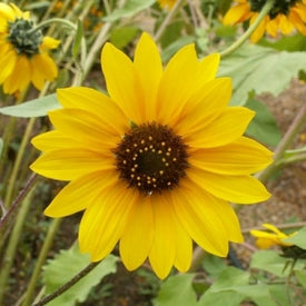 Sunflower Seeds (Heirloom) | Shop 21 Varieties | Eden Brothers