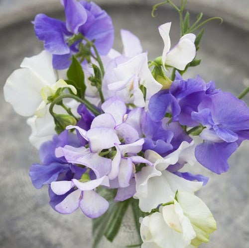 Sweet Pea Seeds - Blue Mix | Flower Seeds in Packets & Bulk | Eden Brothers