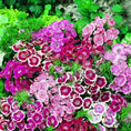 Sweet William Seeds - Dwarf Wee Willie Mix | Flower Seeds in Packets ...
