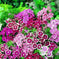 Sweet William Seeds - Dwarf Wee Willie Mix | Flower Seeds in Packets ...