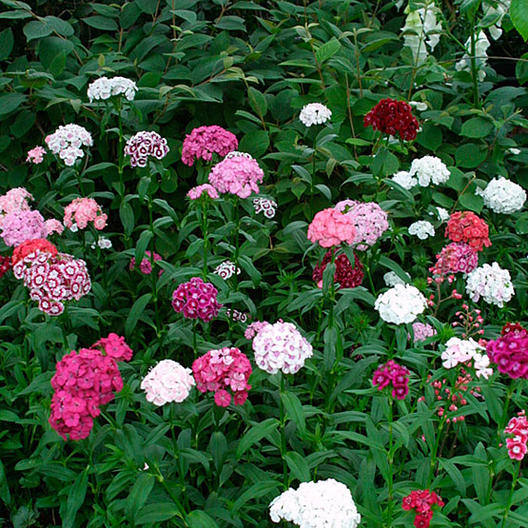 Sweet William Seeds - Tall Single Mix | Flower Seeds in Packets & Bulk ...
