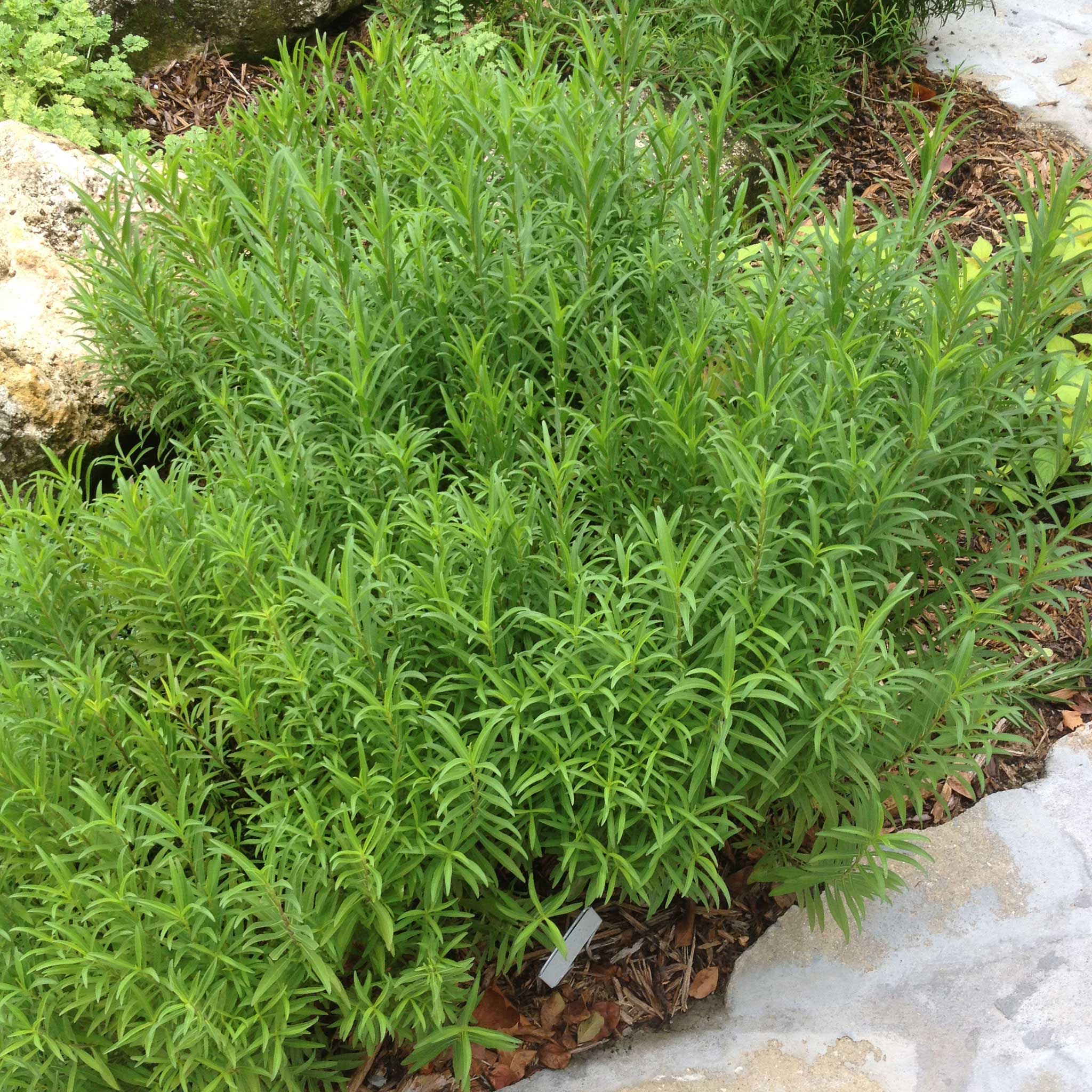 Tarragon Seeds - Mexican | Herb Seeds in Packets & Bulk | Eden Brothers