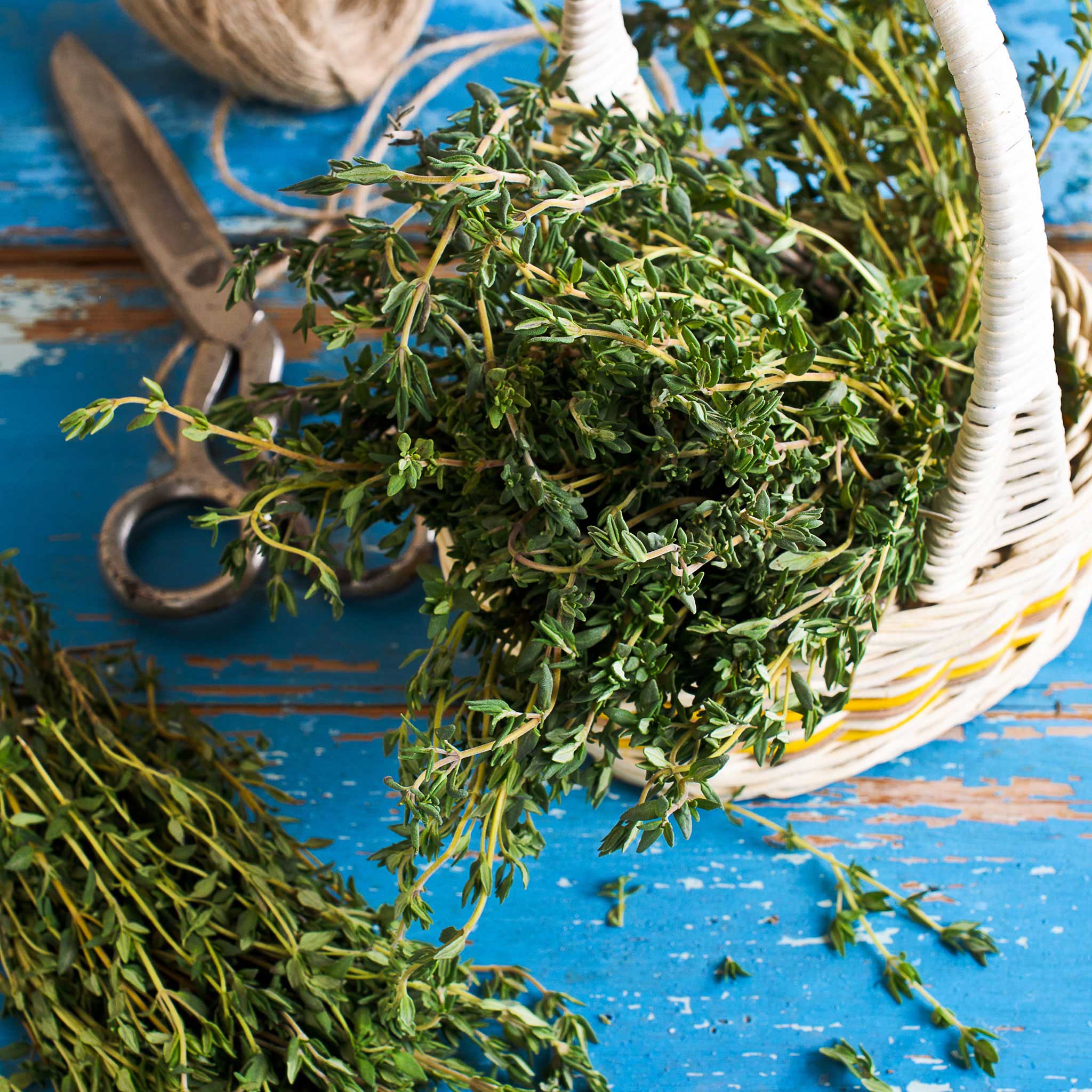 Organic Thyme Seeds | Herb Seeds in Packets & Bulk | Eden Brothers