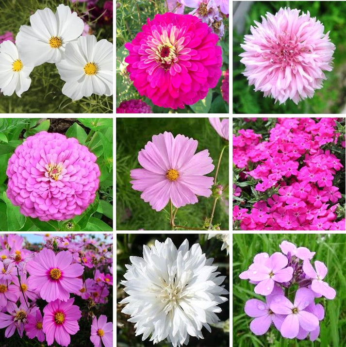 Tickled Pink - Pink Flower Seed Mix | Flower Seeds | Eden Brothers