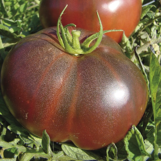 Tomato Seeds | Shop 93 Varieties | Eden Brothers – Page 4
