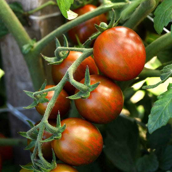 Tomato Seeds - Chocolate Sprinkles | Vegetable Seeds in Packets & Bulk ...