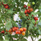 Tomato Seeds - Chocolate Sprinkles | Vegetable Seeds in Packets & Bulk ...