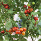 Tomato Seeds - Chocolate Sprinkles | Vegetable Seeds in Packets & Bulk ...