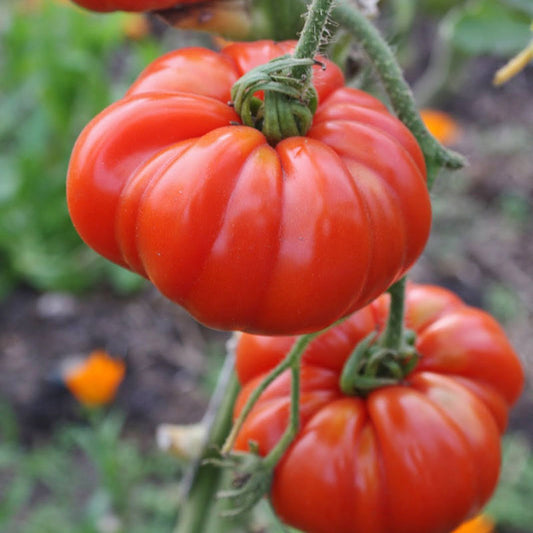 Tomato Seeds (Heirloom) | Shop 62 Varieties | Eden Brothers – Page 4
