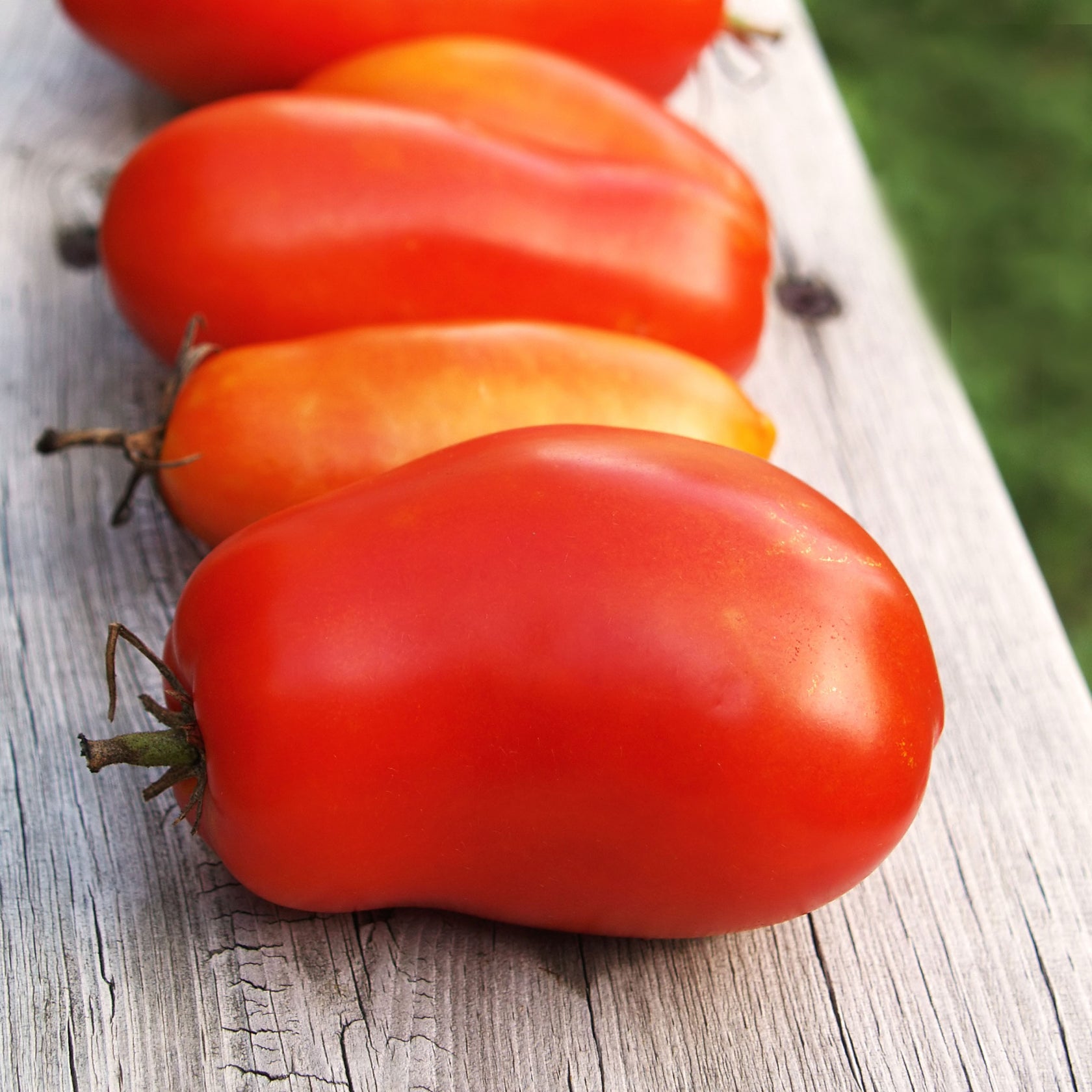 Organic Tomato Seeds - Roma | Vegetable Seeds in Packets & Bulk | Eden ...