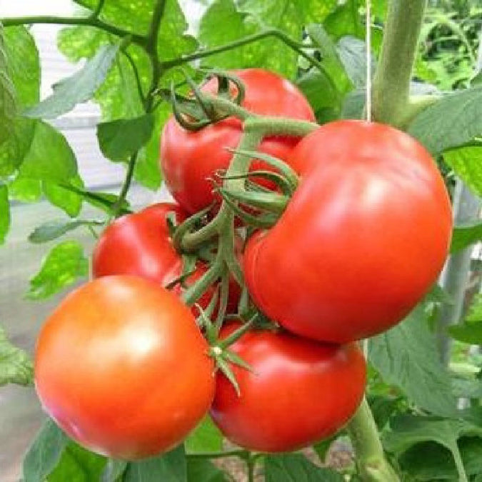 Tomato Seeds - Rutgers VF | Vegetable Seeds in Packets & Bulk | Eden ...