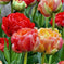Double Late Tulip Bulbs - Double Gudoshnik | Fall Flower Bulbs | Eden Brothers