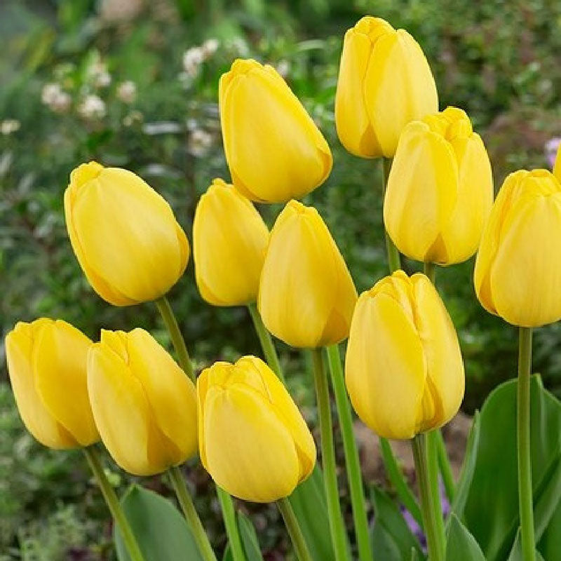 Darwin Hybrid Tulip Bulbs - Golden Parade | Fall Flower Bulbs | Eden ...