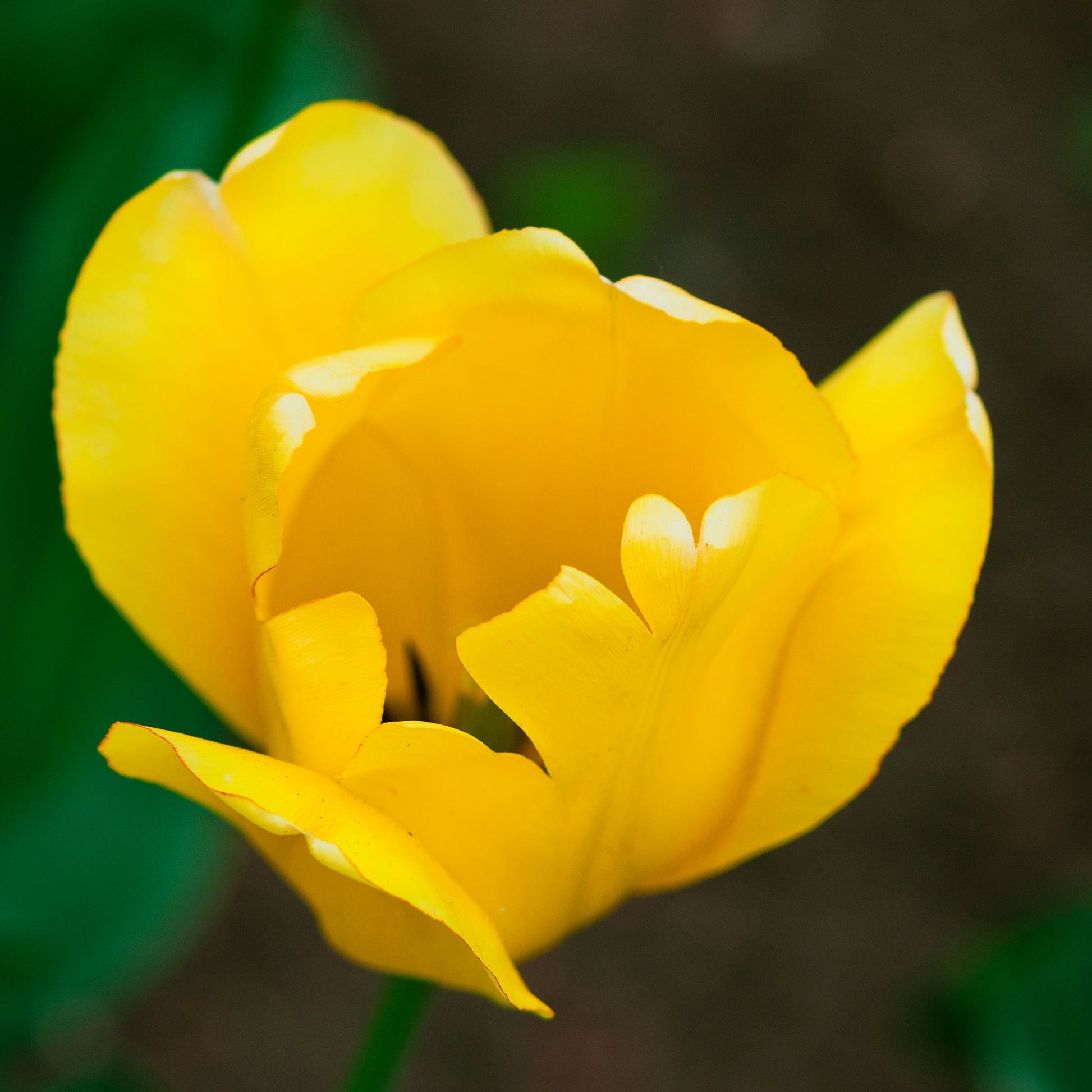 Darwin Hybrid Tulip Bulbs - Golden Parade | Fall Flower Bulbs | Eden ...