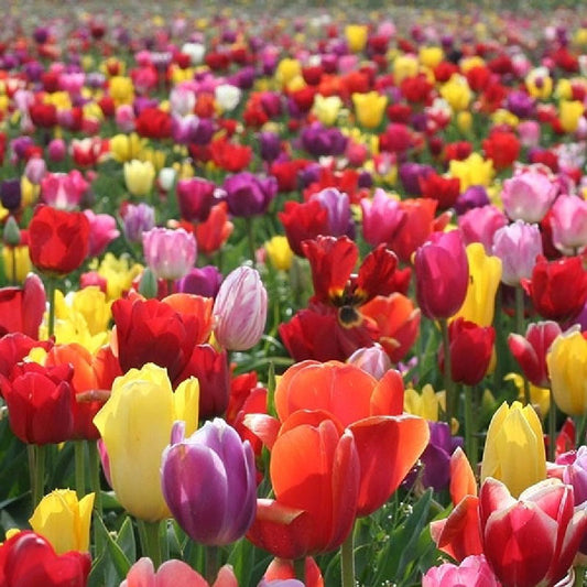 Tulip Bulb Collections | Shop 34 Varieties | Eden Brothers