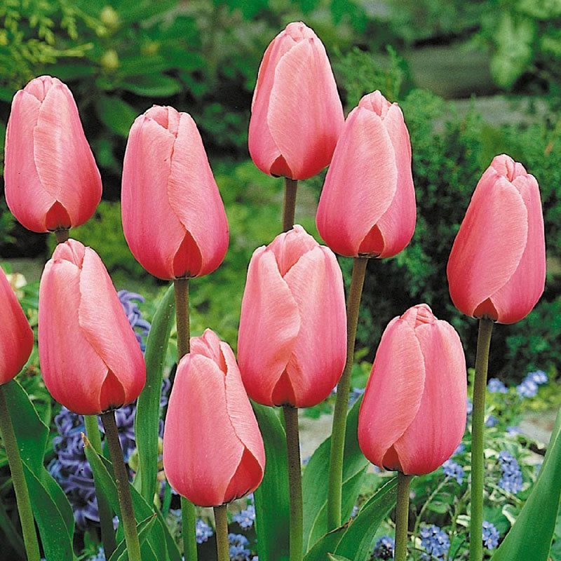 Darwin Hybrid Tulip Bulbs - Pink Impression | Fall Flower Bulbs | Eden ...