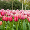 Darwin Hybrid Tulip Bulbs - Pink Impression | Fall Flower Bulbs | Eden ...