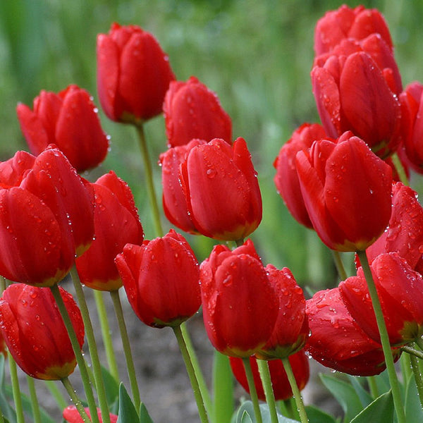 Darwin Hybrid Tulip Bulbs - Red Impression | Fall Flower Bulbs | Eden ...