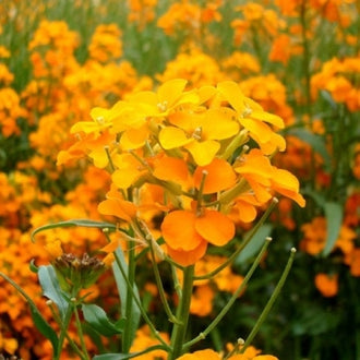Wallflower Seeds | Shop 4 Varieties | Eden Brothers
