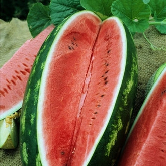 Watermelon Seeds | Shop 24 Varieties | Eden Brothers
