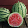 Watermelon Seeds - Dixie Queen | Vegetable Seeds in Packets & Bulk ...