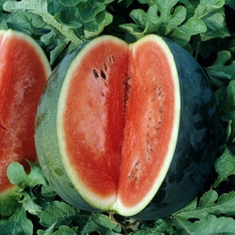 Watermelon Seeds (Heirloom) | Shop 18 Varieties | Eden Brothers