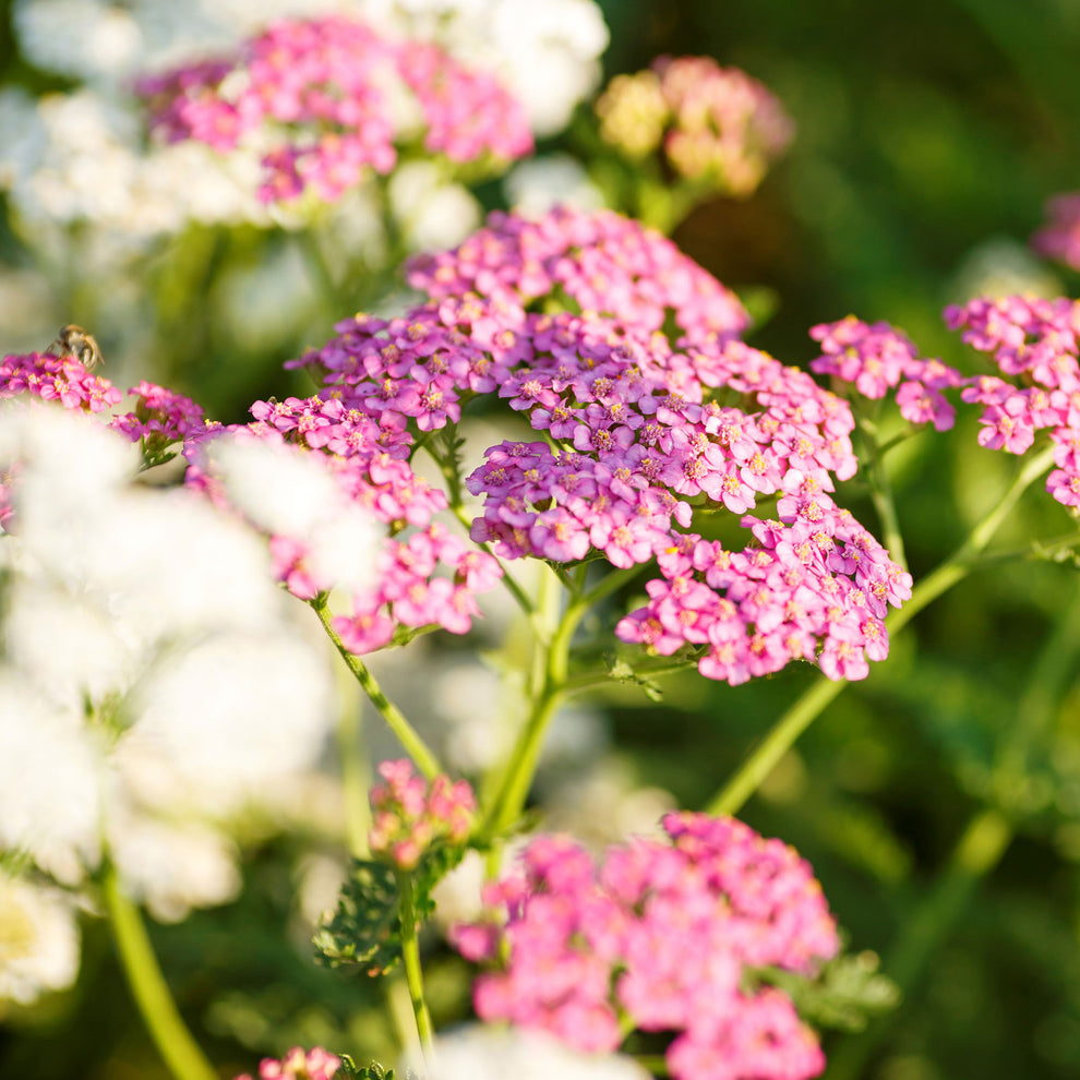 Yarrow Seeds - Cerise Queen | Flower Seeds in Packets & Bulk | Eden ...