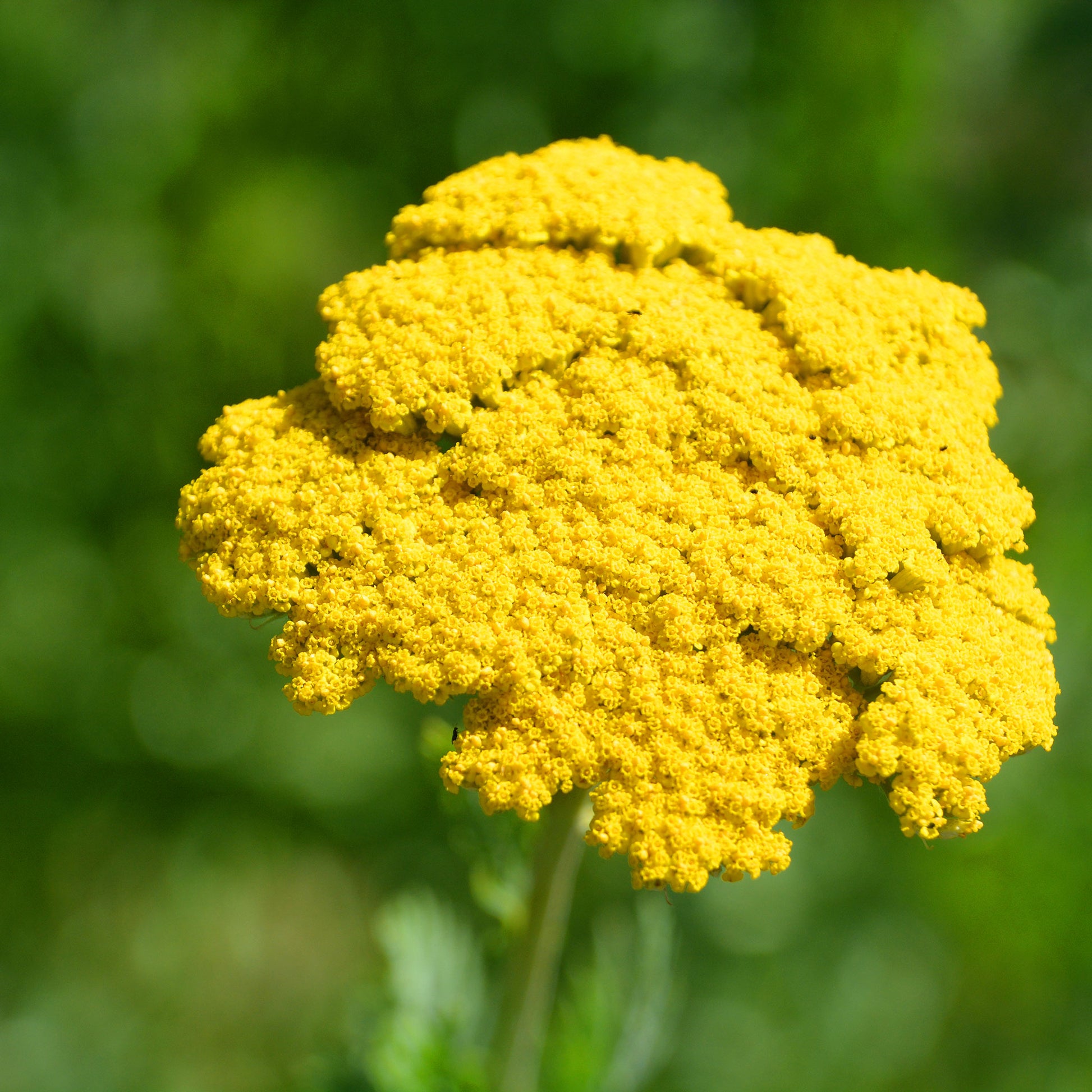 Gold Yarrow Seeds | Flower Seeds in Packets & Bulk | Eden Brothers