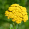 Gold Yarrow Seeds | Flower Seeds in Packets & Bulk | Eden Brothers