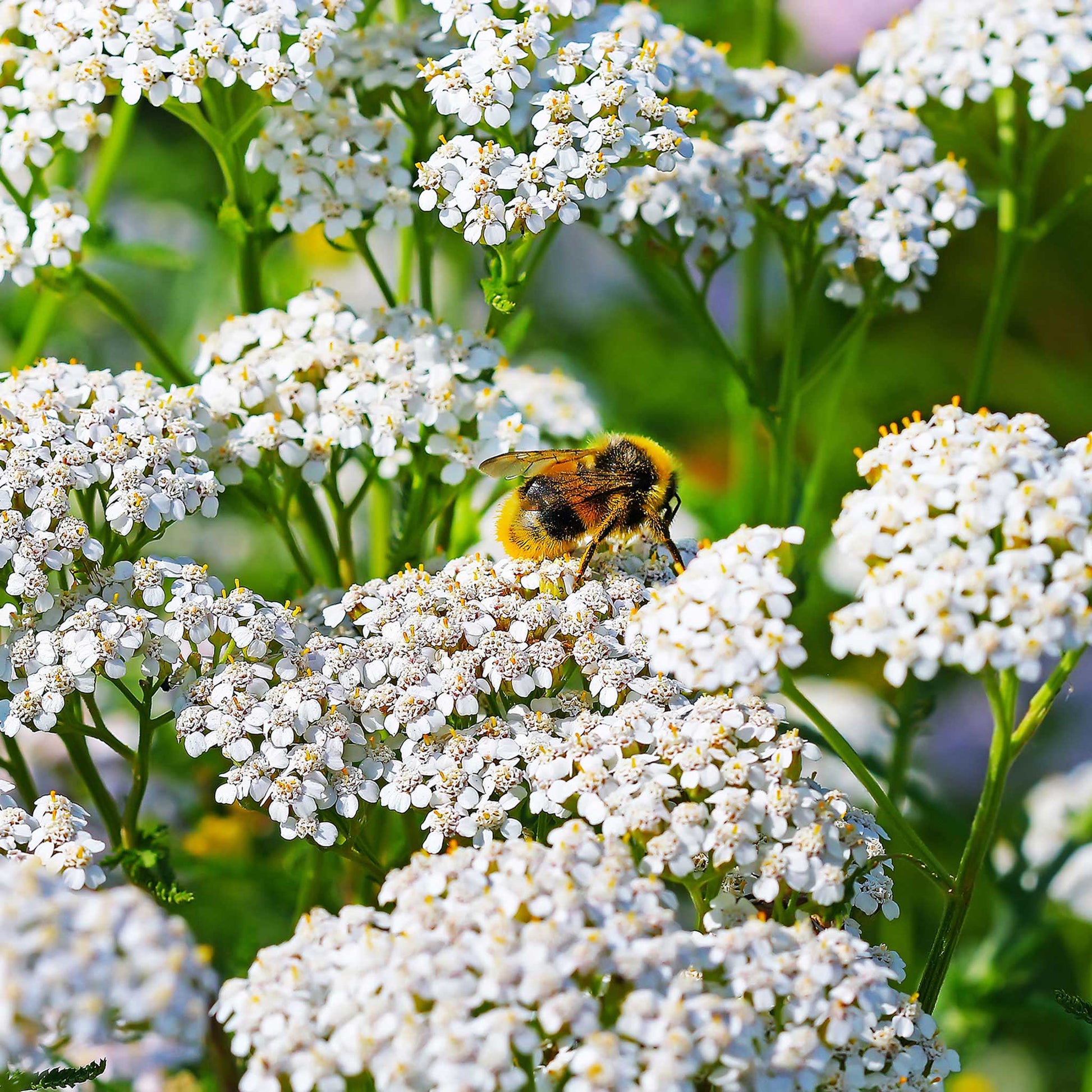 White Yarrow Bouquet