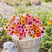 Zinnia Seeds - Button Box Mix | Flower Seeds in Packets & Bulk | Eden ...